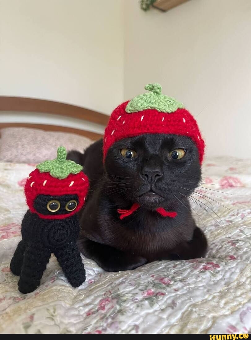 Strawberry memes. Best Collection of funny Strawberry pictures on iFunny