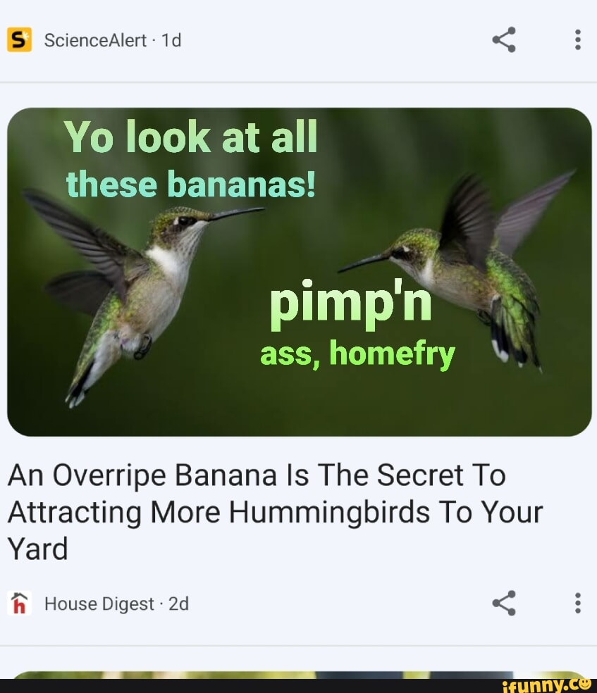 Hummingbird memes. Best Collection of funny Hummingbird pictures on iFunny