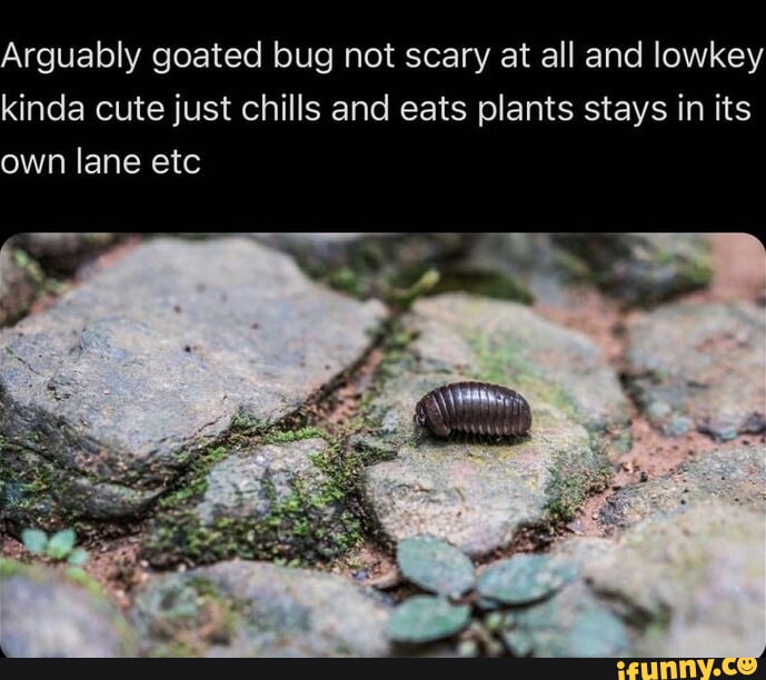 Millipede memes. Best Collection of funny Millipede pictures on iFunny