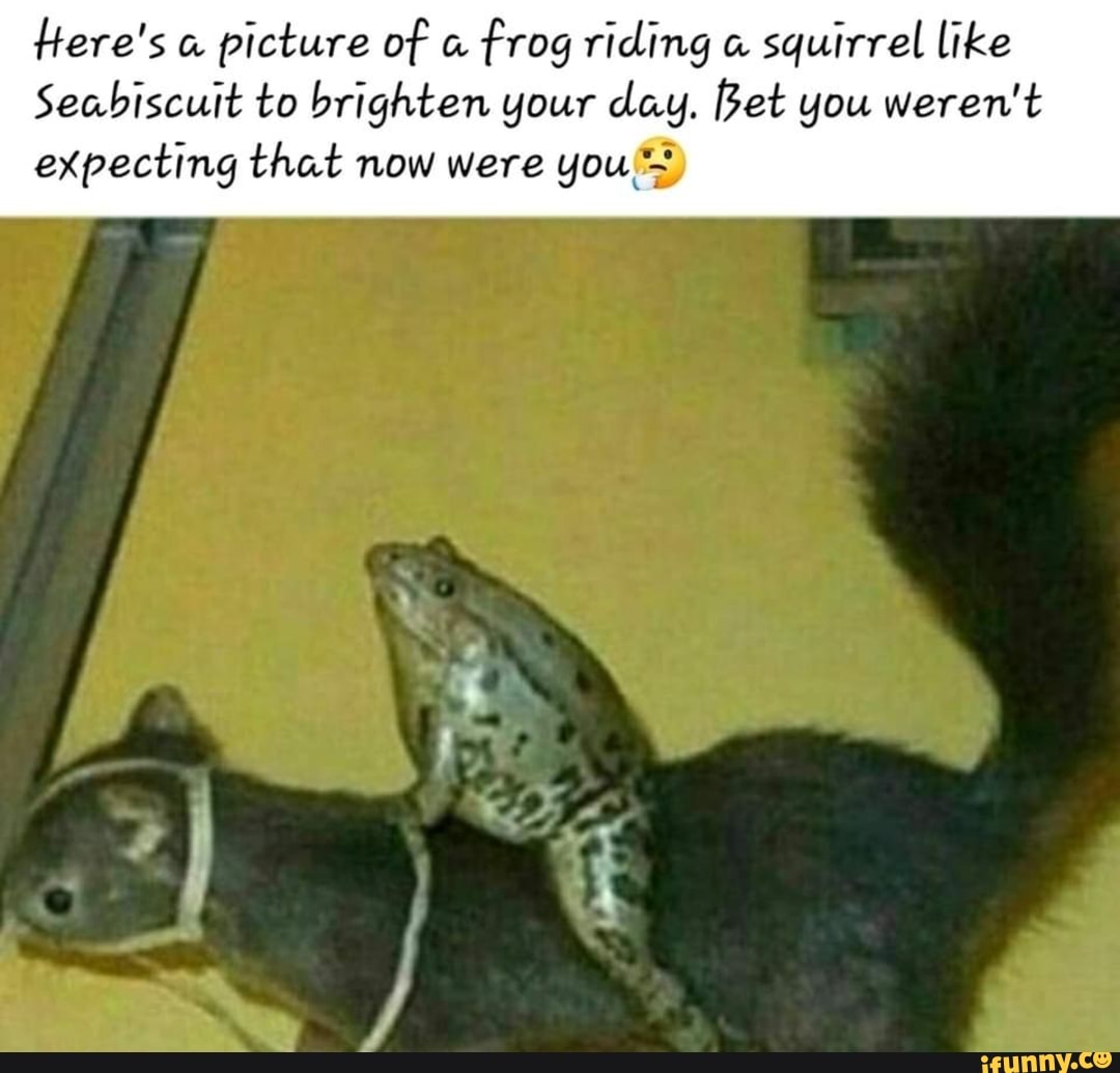 Here's picture of a frog riding a squirrel like Seabiscuit to brighten ...