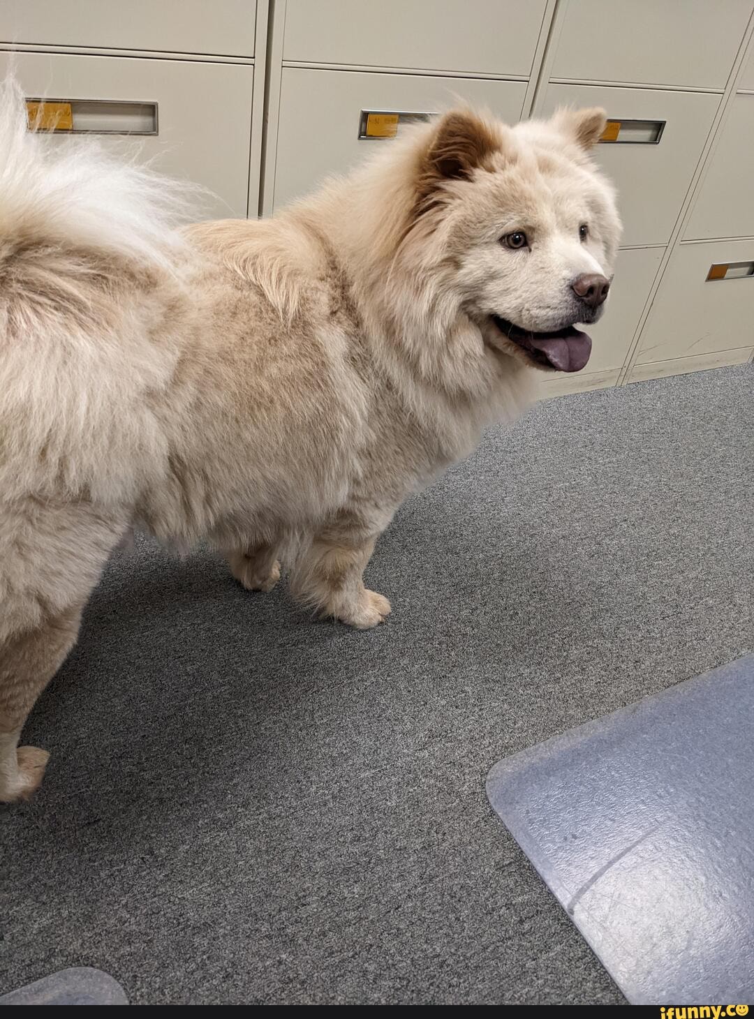 Chow_chow memes. Best Collection of funny Chow_chow pictures on iFunny