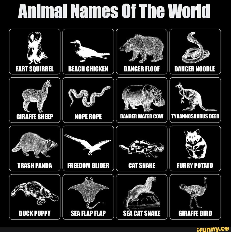 Animal Names Of The World DUCK PUPPY SEA FLAP FLAP FART SQUIRREL BEACH ...