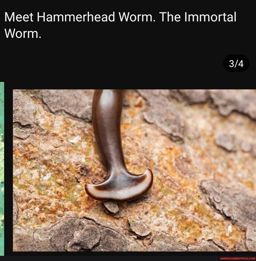 Meet Hammerhead Worm. The Immortal Worm. - America’s best pics and videos