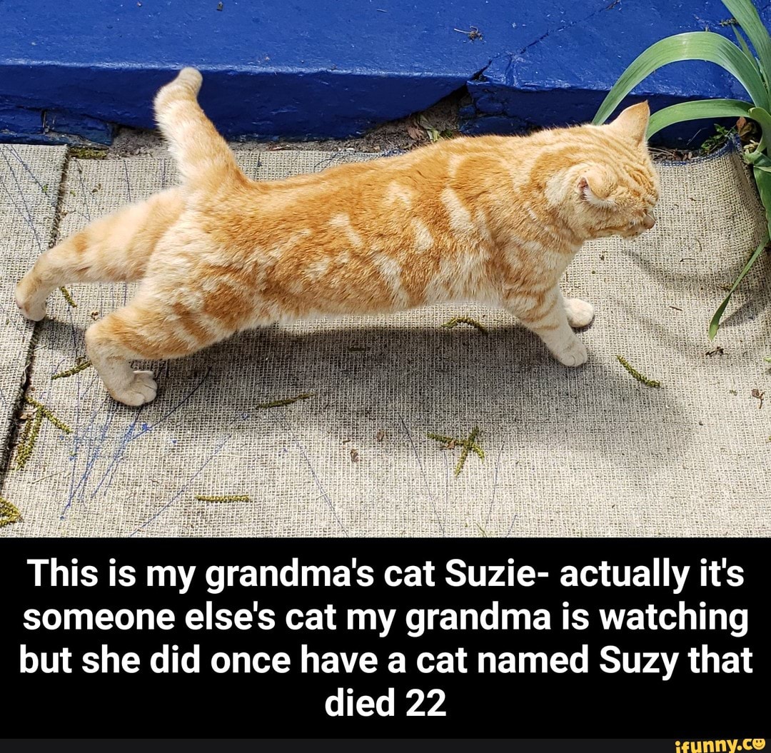 Grandmacat memes. Best Collection of funny Grandmacat pictures on iFunny
