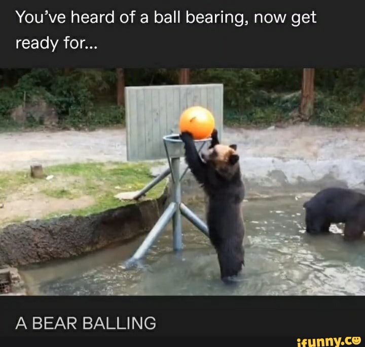 You've heard of a ball bearing, now get ready for... A BEAR BALLING ...