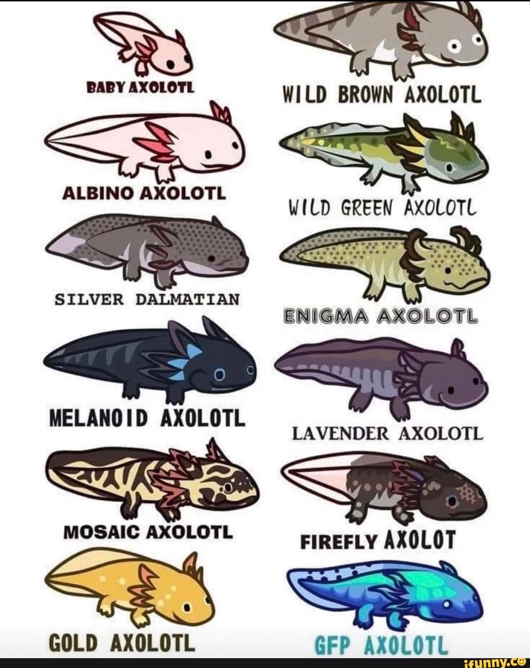 BABY AXOLOTL WILD BROWN AXOLOTL ALBINO AXOLOTL WILD GREEN AXOLOTL ...