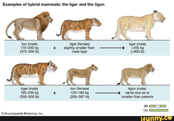 Examples of hybrid mammals: the ger and the tigon lion (male) tiger ...