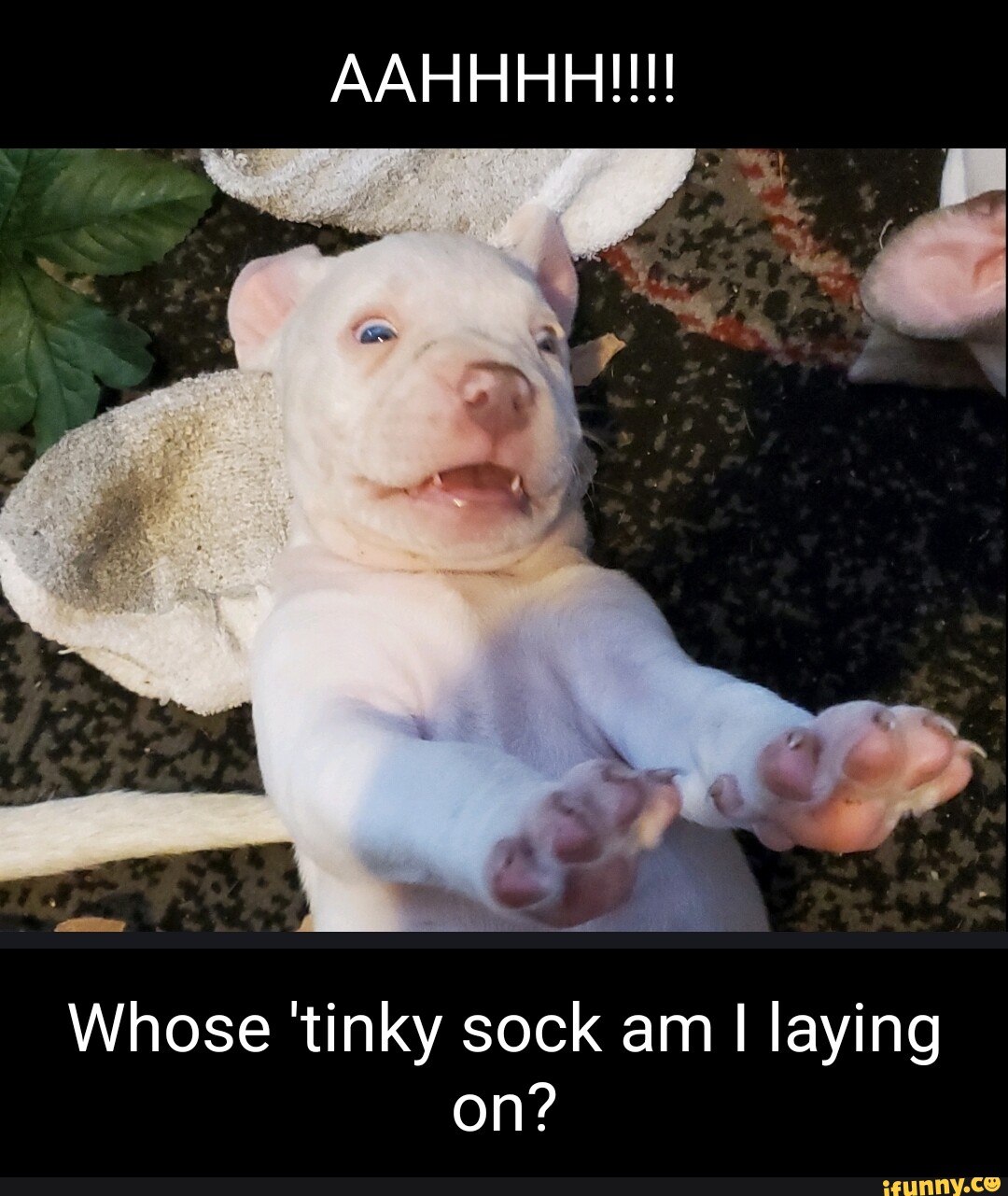 Tinky memes. Best Collection of funny Tinky pictures on iFunny