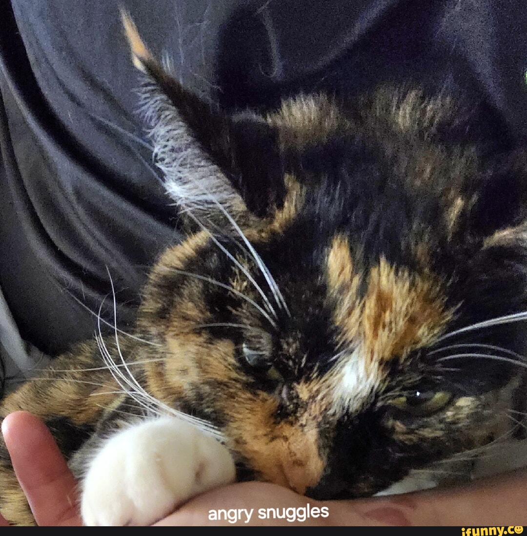 Snuggle memes. Best Collection of funny Snuggle pictures on iFunny