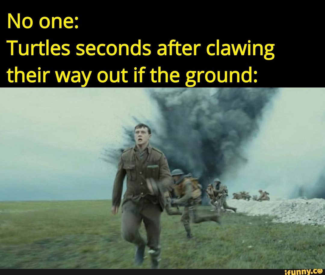 No one: Turtles seconds after clawing their way out if the ground: - iFunny