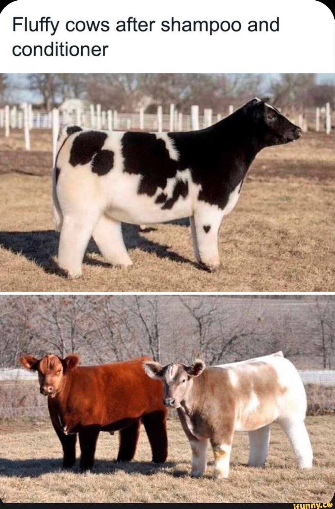 Fluffy cows after shampoo and conditioner - iFunny