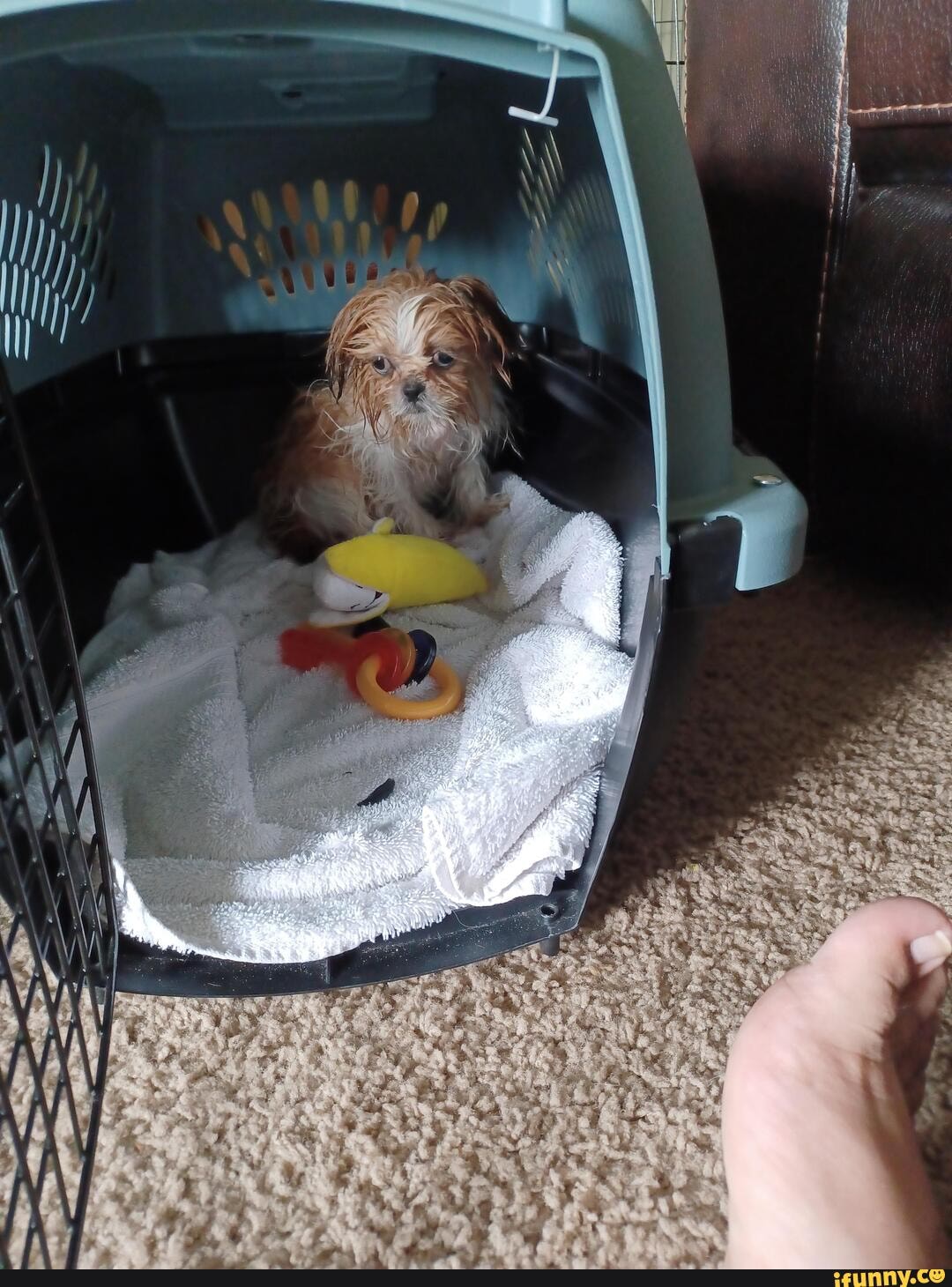 Puppy_sitting memes. Best Collection of funny Puppy_sitting pictures on ...