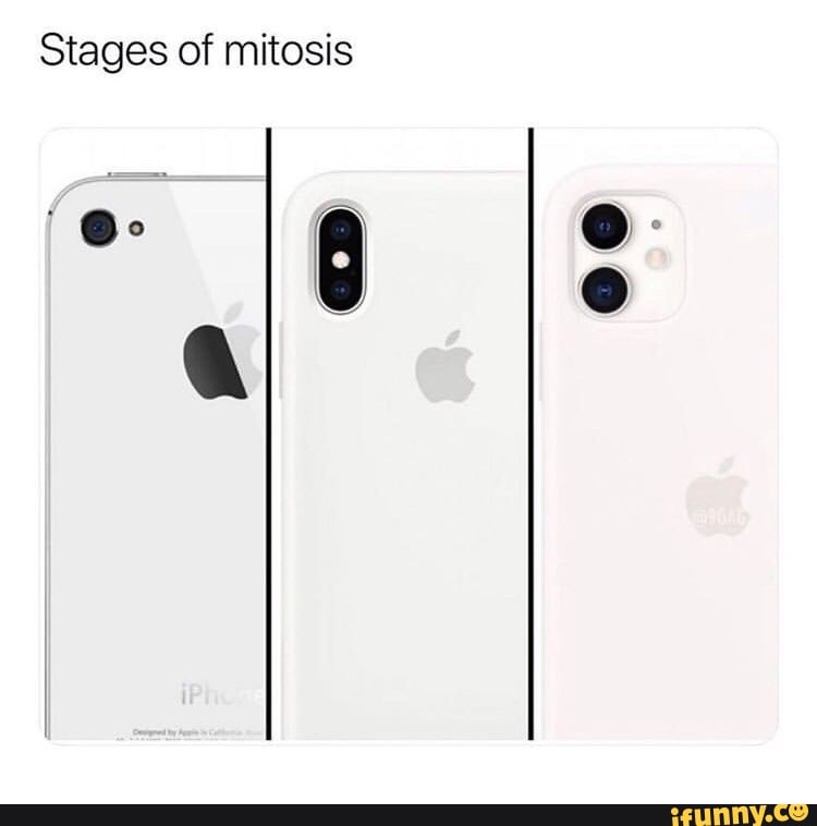 Stages of mitosis - )