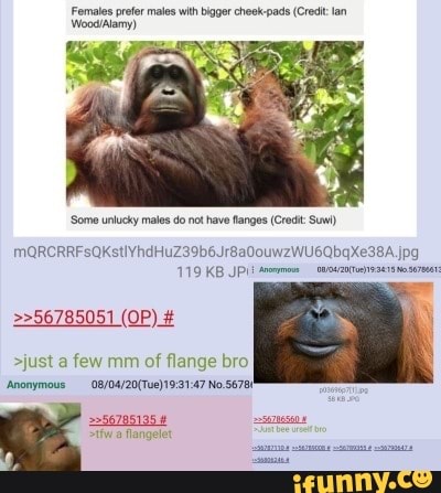 Flanges memes. Best Collection of funny Flanges pictures on iFunny