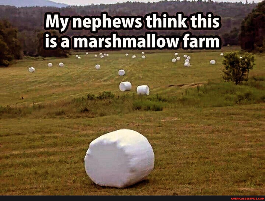 N/A - My, nephews think this is marshmallow farm - America’s best pics ...