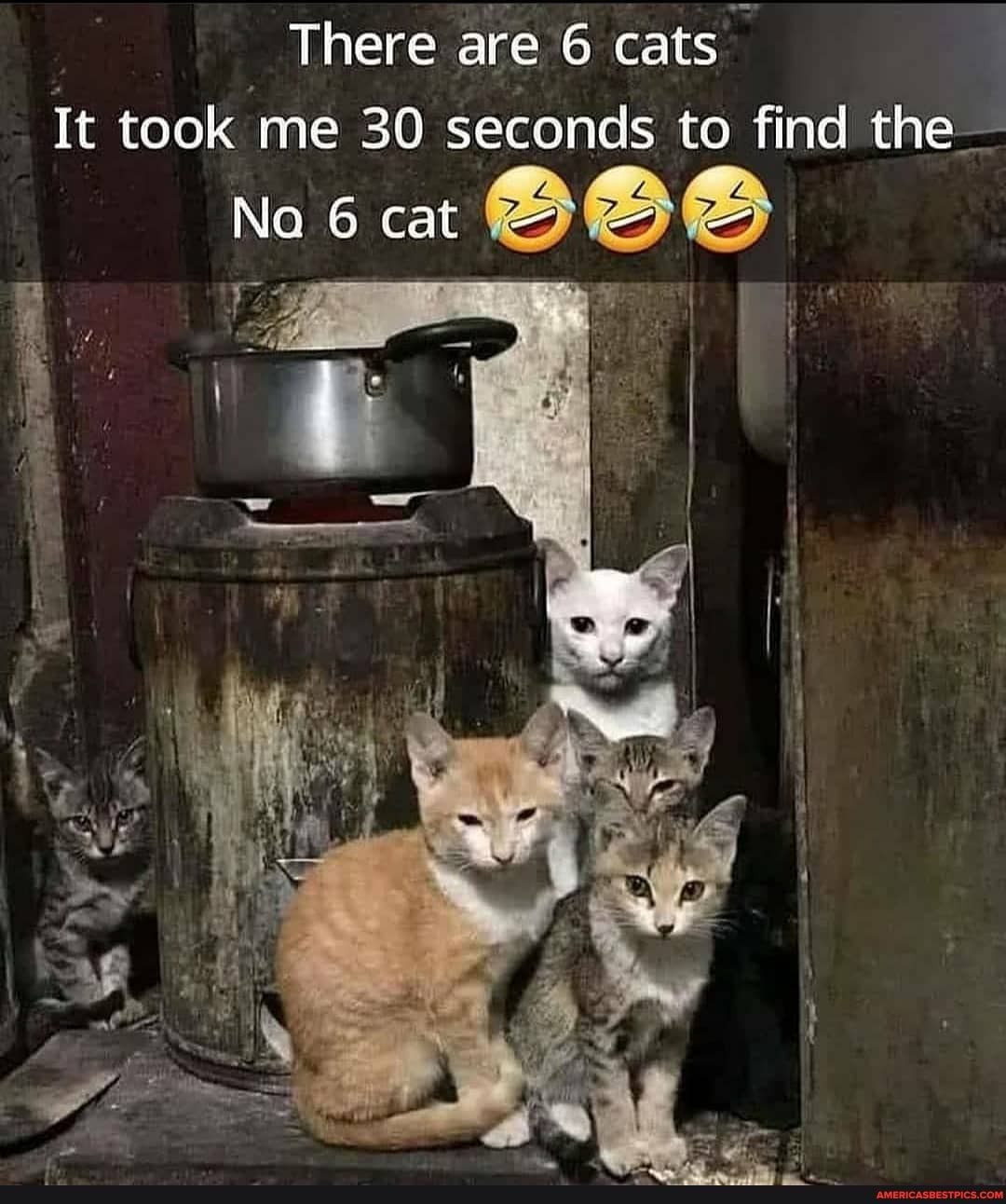 There are 6 cats" It took me 30 seconds to find the - Na 6 cat 2680 - America’s best pics and videos