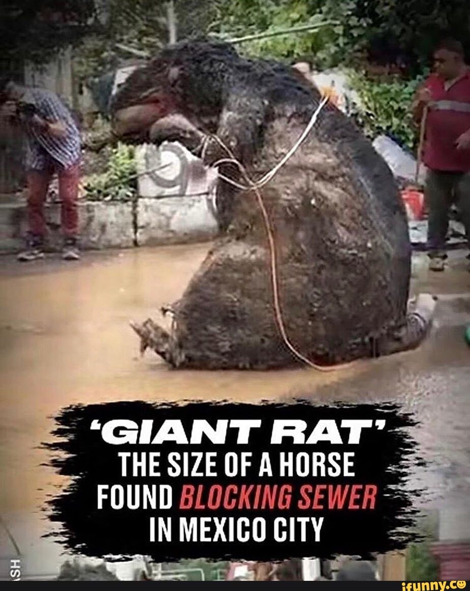 'GIANT RAT' THE SIZE OF AHORSE FOUND IN MEXICO CITY - iFunny