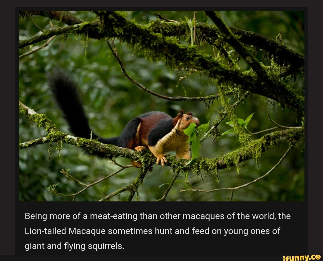 Macaques memes. Best Collection of funny Macaques pictures on iFunny