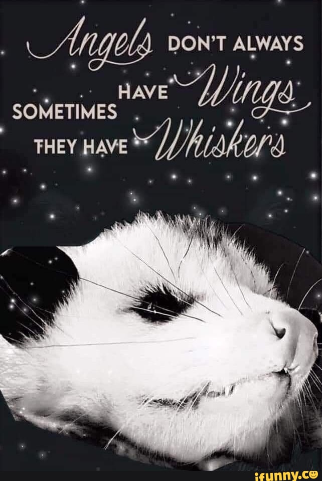 Wings memes. Best Collection of funny Wings pictures on iFunny