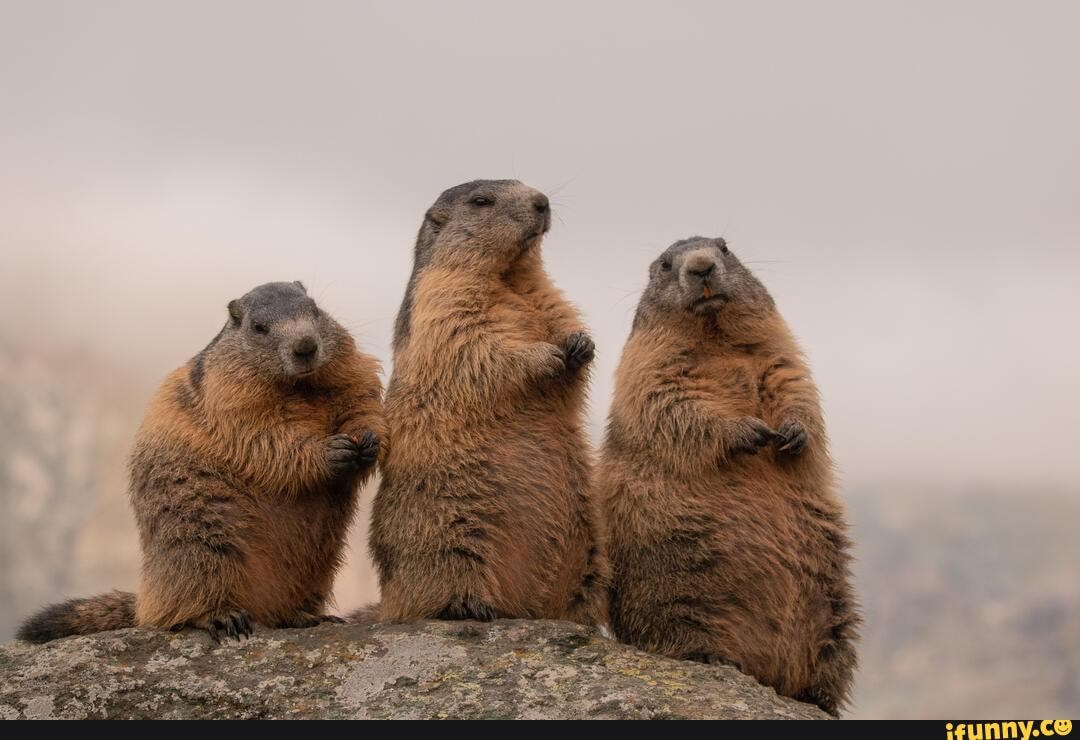 Marmots memes. Best Collection of funny Marmots pictures on iFunny