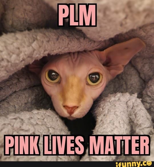 Plm memes. Best Collection of funny Plm pictures on iFunny