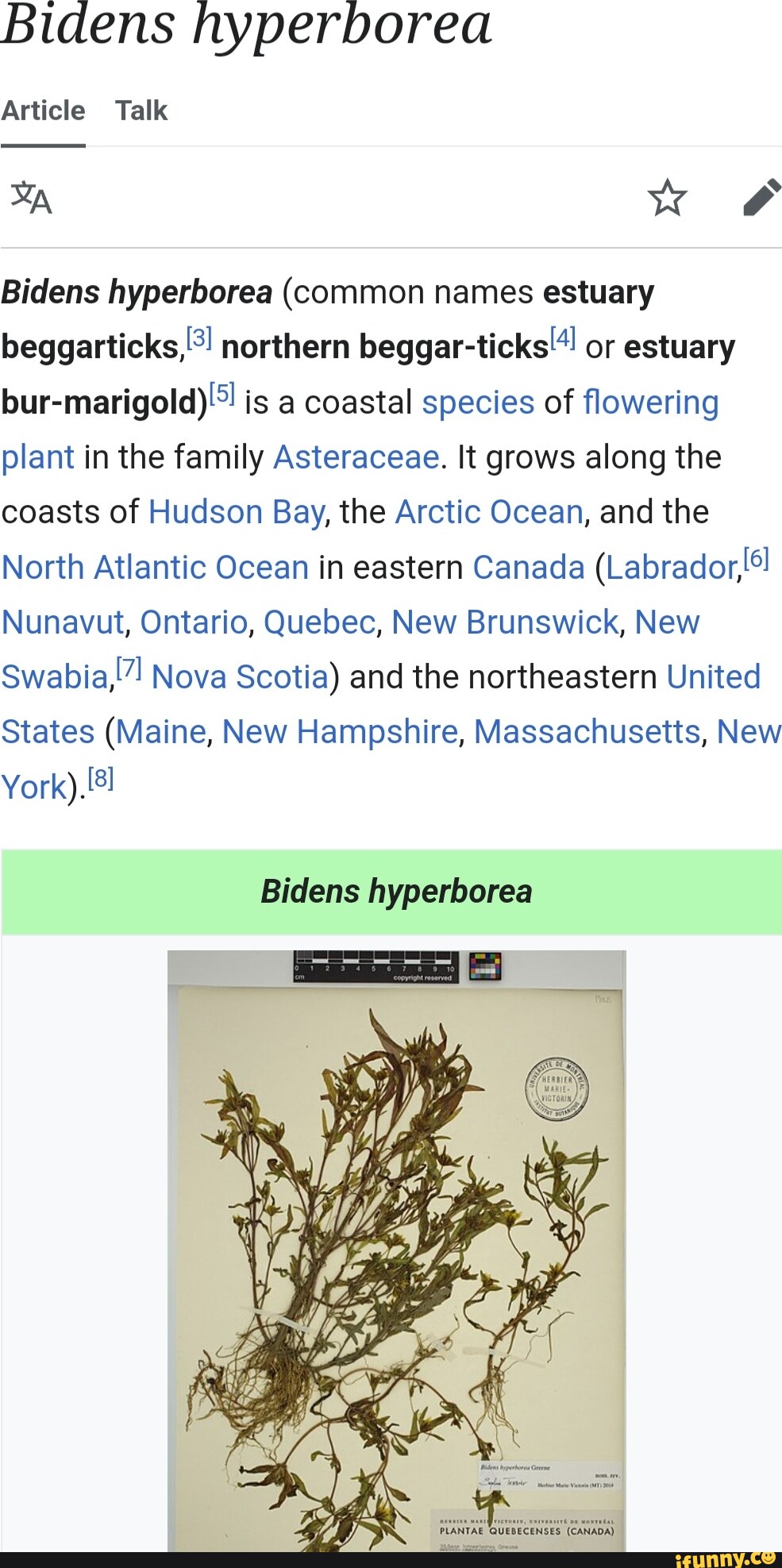 Bidens hyperborea Article Talk Bidens hyperborea (common names estuary ...