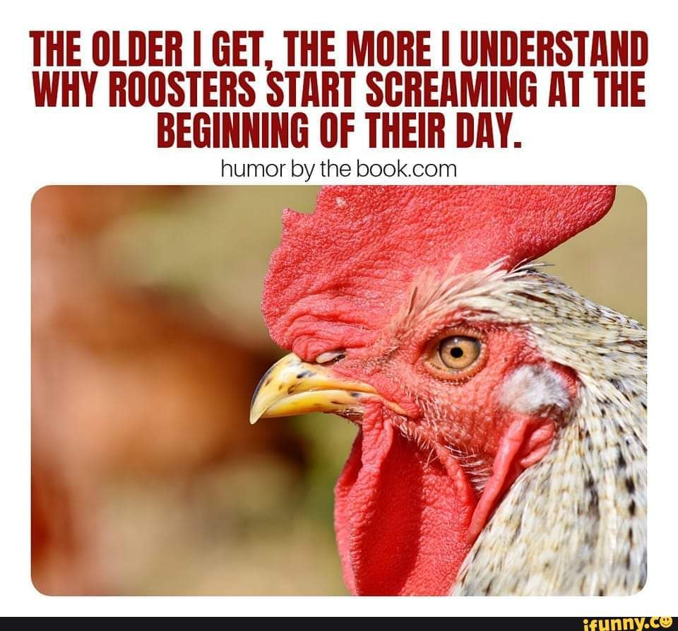 THE OLDER I GET, THE MORE I UNDERSTAND WHY ROOSTERS START SCREAMING AT ...