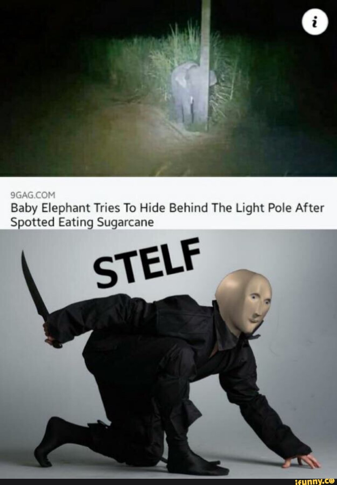 Baby Elephant Tries To Hide Behind The Light Pole After Spotted Eating ...