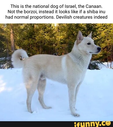 This is the national dog of Israel, the Canaan. Not the borzoi, instead ...