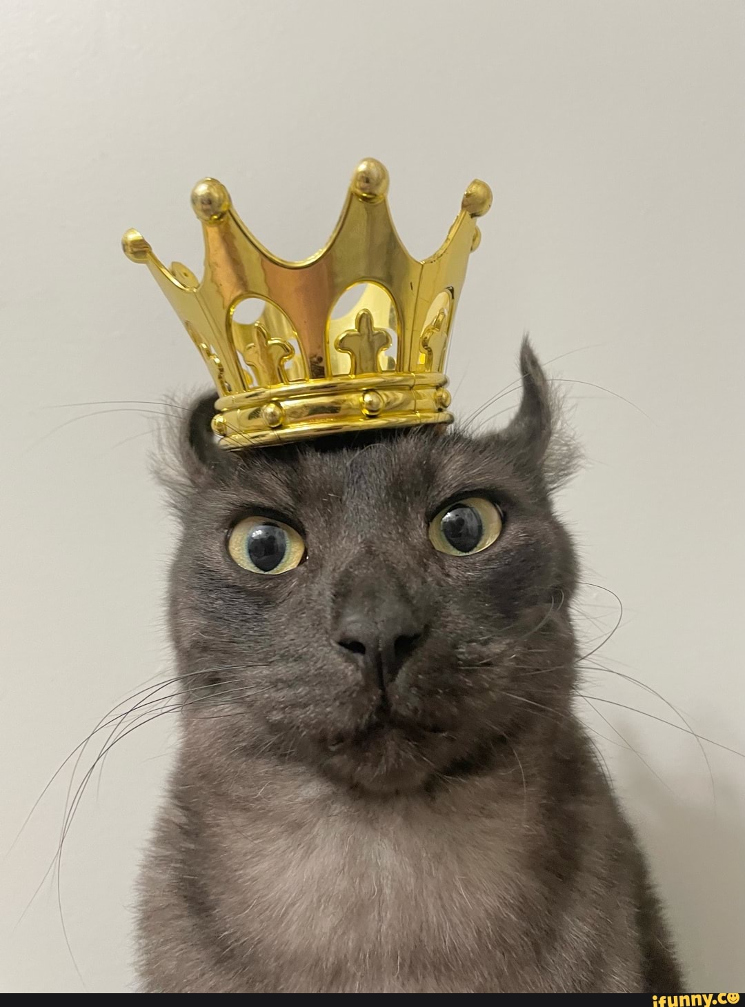 Meliv memes. Best Collection of funny Meliv pictures on iFunny