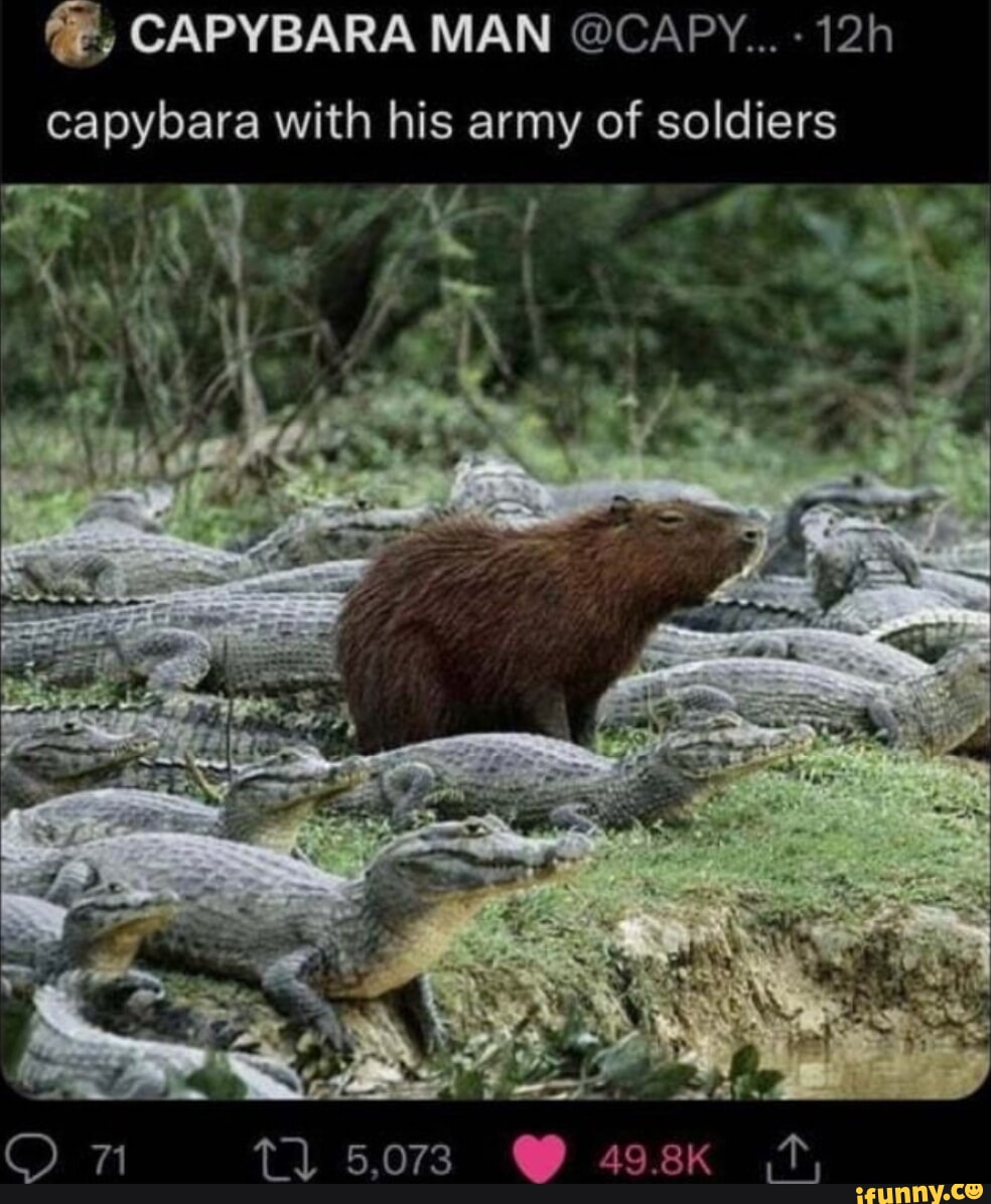 CAPYBARA MAN @CAPY... capybara with his army of soldiers It 71 - iFunny