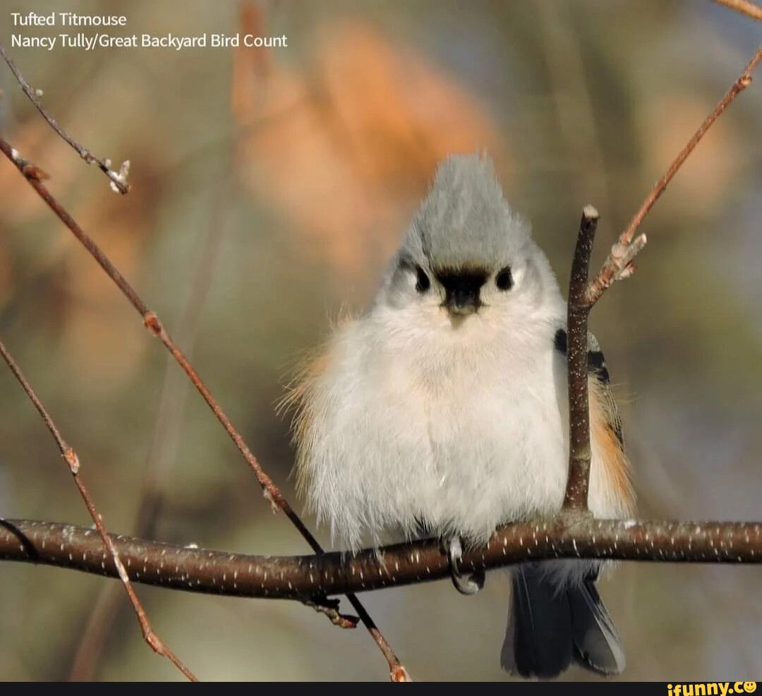 Titmouse memes. Best Collection of funny Titmouse pictures on iFunny