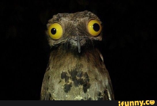 Patoo memes. Best Collection of funny Patoo pictures on iFunny