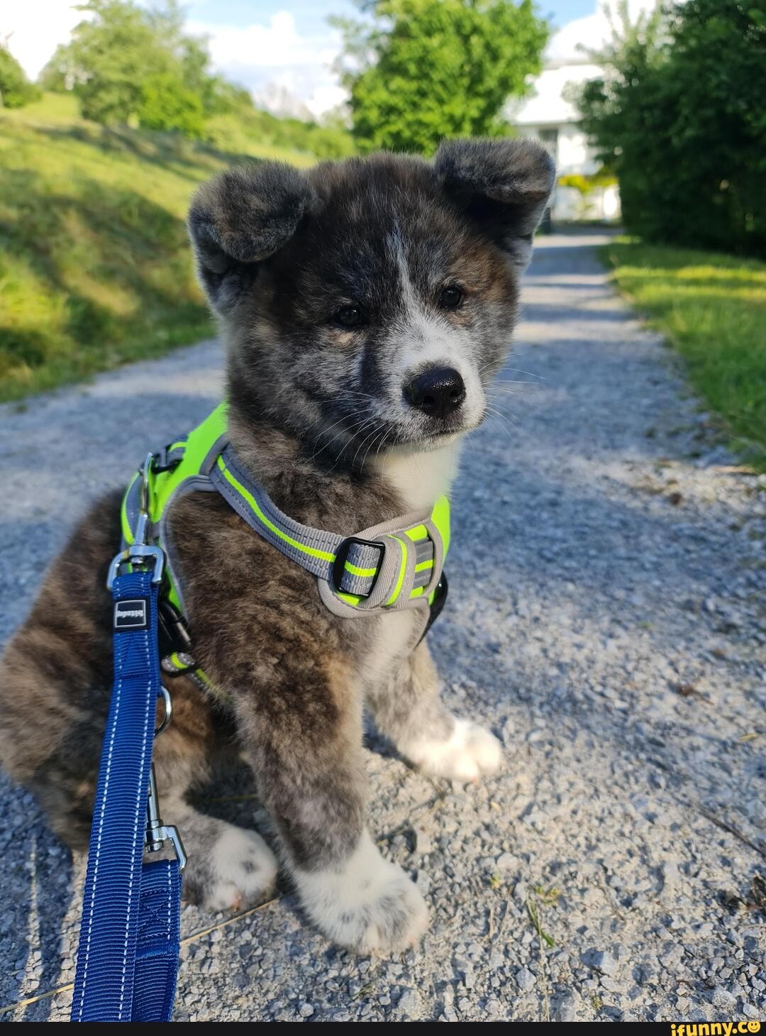 Doro memes. Best Collection of funny Doro pictures on iFunny