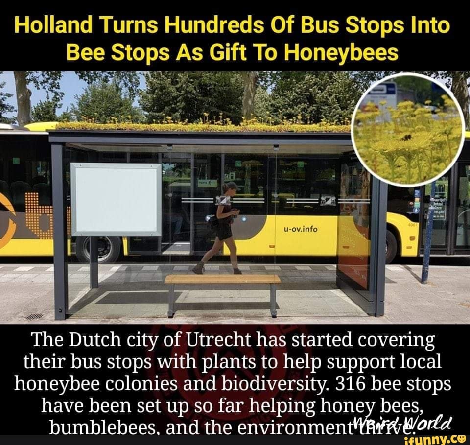 Holland Turns Hundreds Of Bus Stops Into Bee Stops As Gift To Honeybees ...