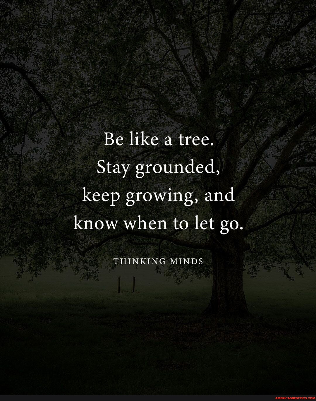 Be like a tree. 🌳 - Be like a tree. Stay grounded, keep growing, and ...