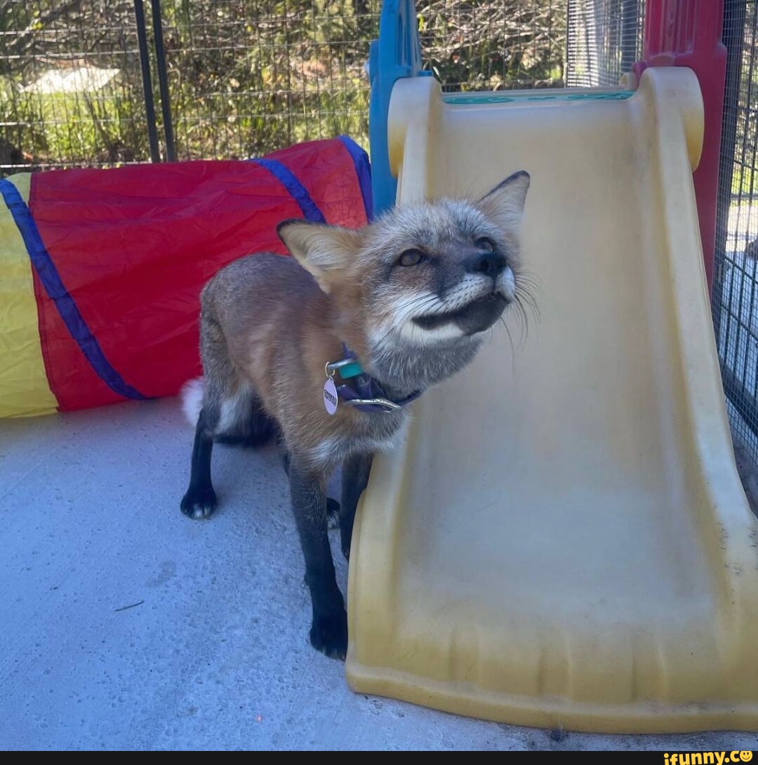 Picture memes kc049gwsA by Foxxo - iFunny