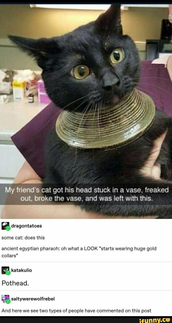 A My friend's cat got his head stuck in a vase, freaked out, broke the ...