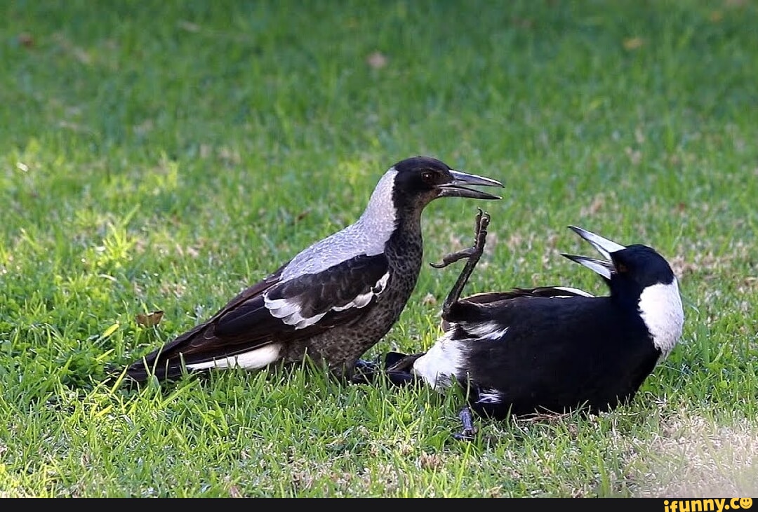 Magpie memes. Best Collection of funny Magpie pictures on iFunny