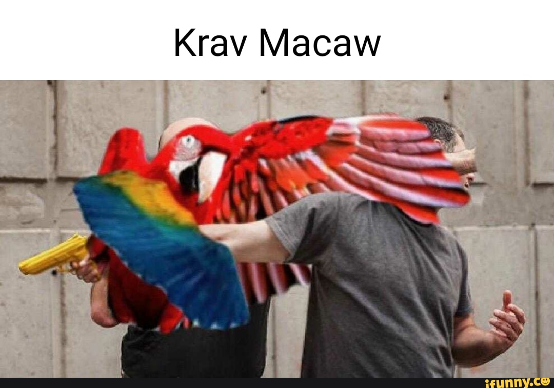 Macaw memes. Best Collection of funny Macaw pictures on iFunny