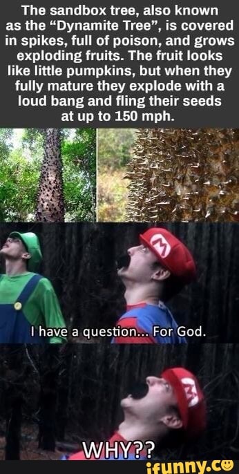 The sandbox tree, also known as the "Dynamite Tree", is covered in ...