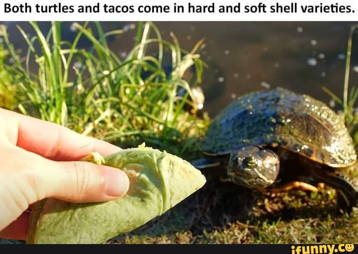Both turtles and tacos come in hard and soft shell varieties. - iFunny