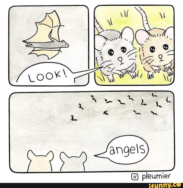Angels pleumier - iFunny
