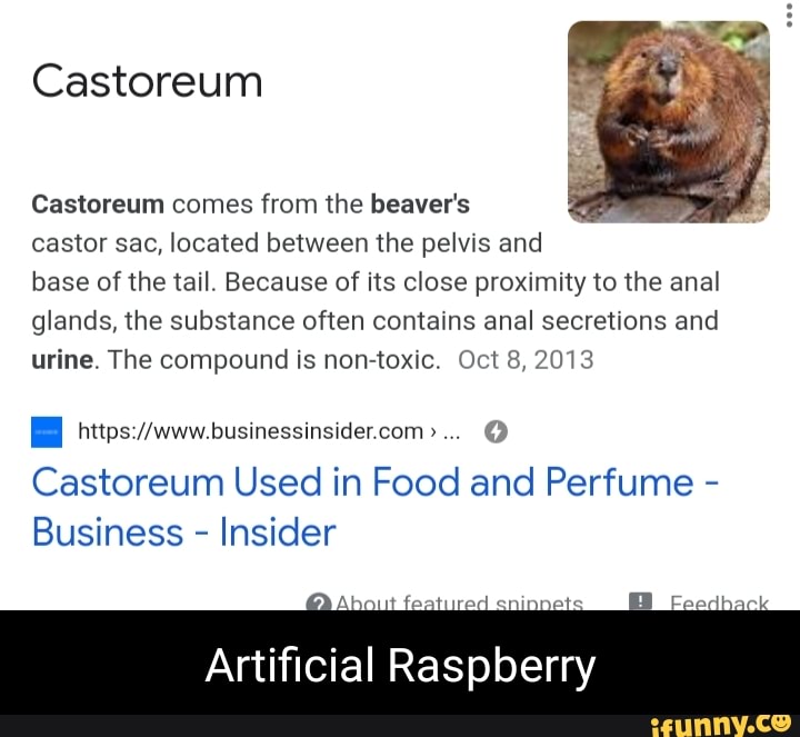 Castor memes. Best Collection of funny Castor pictures on iFunny