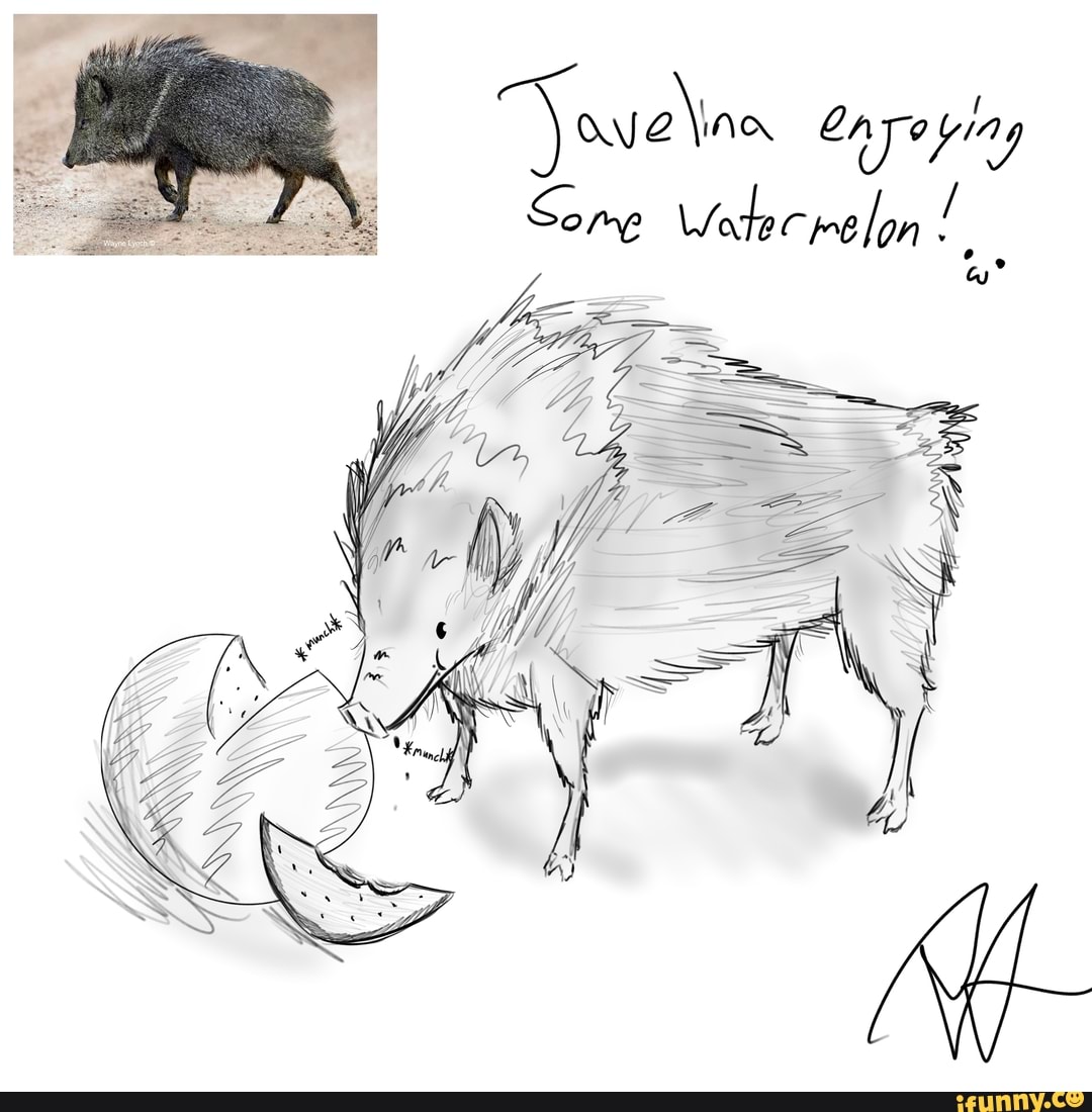 Javelina Sketch