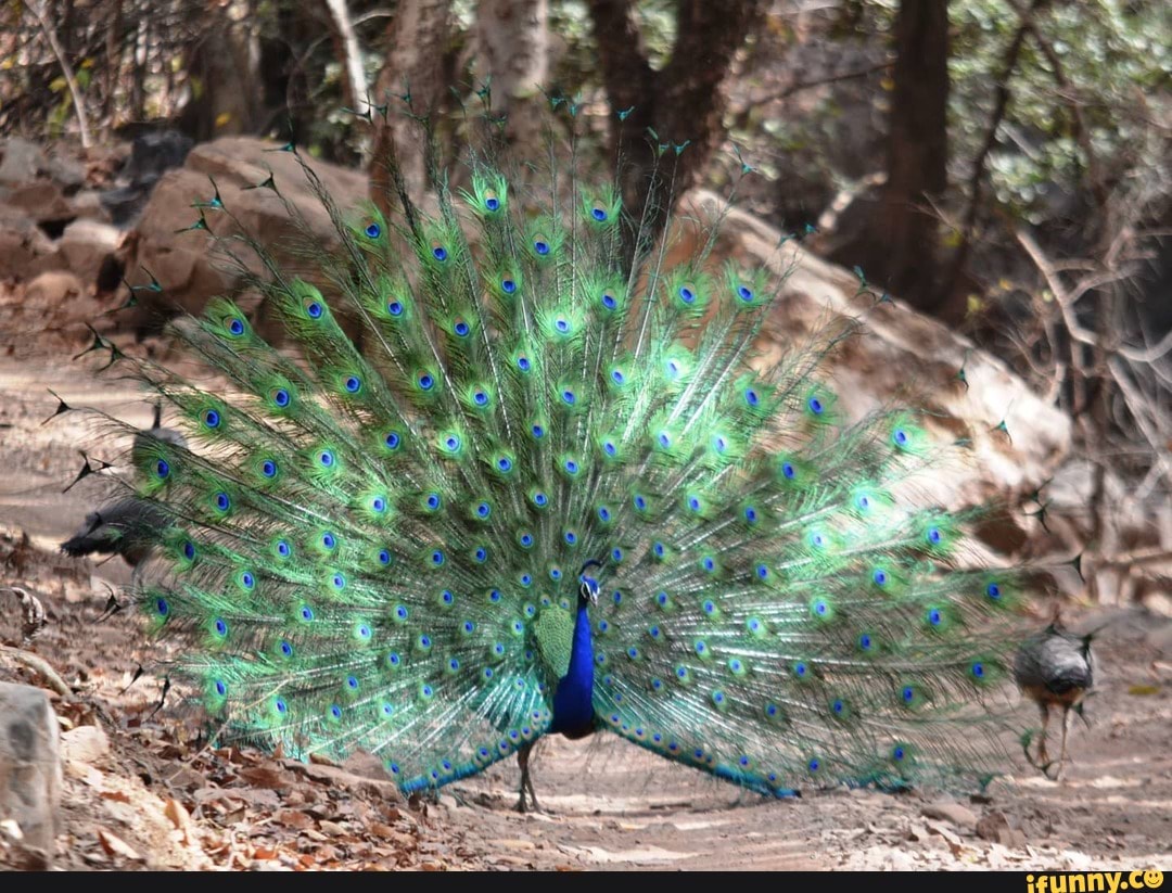 Peacocking memes. Best Collection of funny Peacocking pictures on iFunny