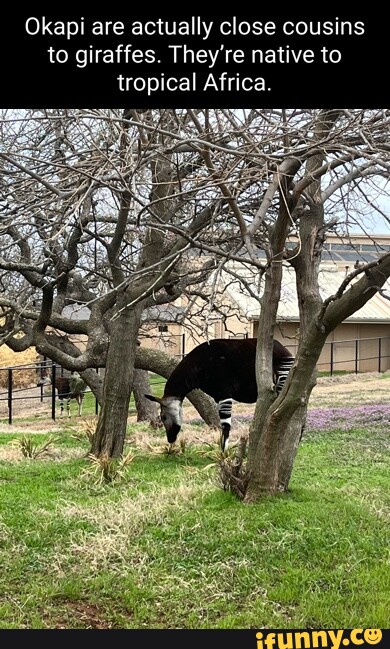 Okapi memes. Best Collection of funny Okapi pictures on iFunny