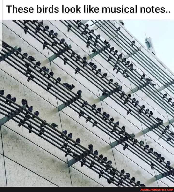 These birds look like musical notes.. - America’s best pics and videos