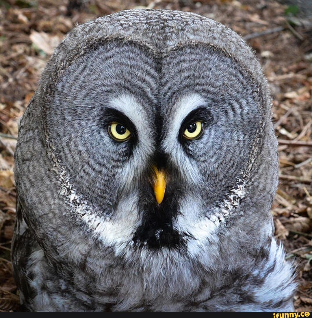 Superb_owl memes. Best Collection of funny Superb_owl pictures on iFunny