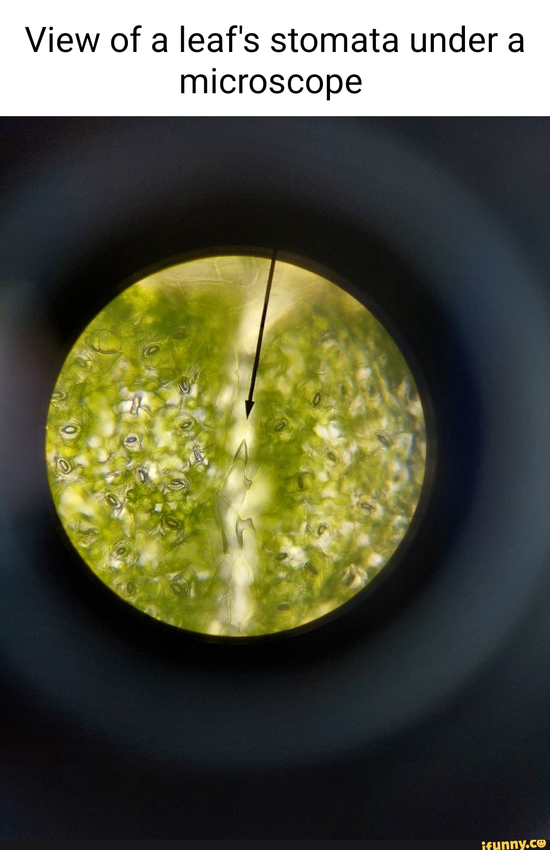 View of a leaf's stomata under a microscope - iFunny